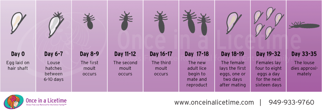 OIALT-lice-life-cycle - Head Lice Removal and Treatment Newport Beach ...